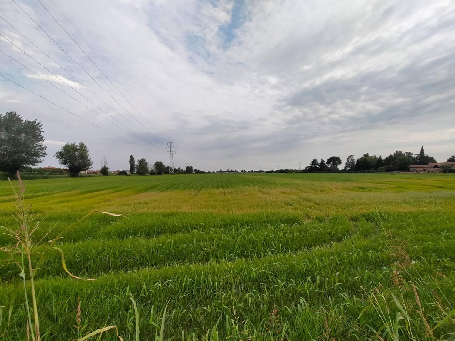 Attualità: Peng Pong | Bassanonet.it